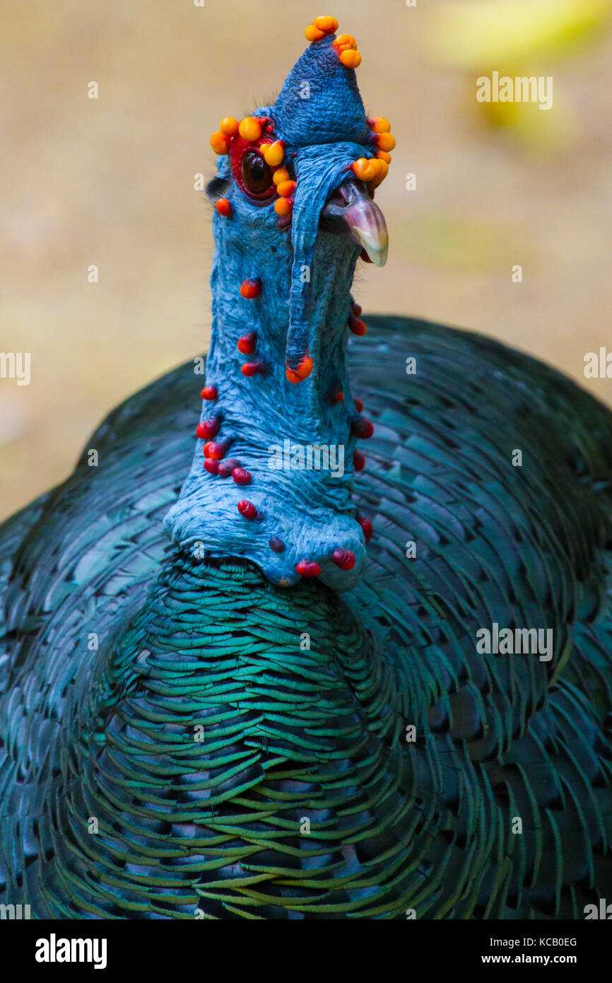 Turkey And Guatemala High Resolution Stock Photography and Images - Alamy