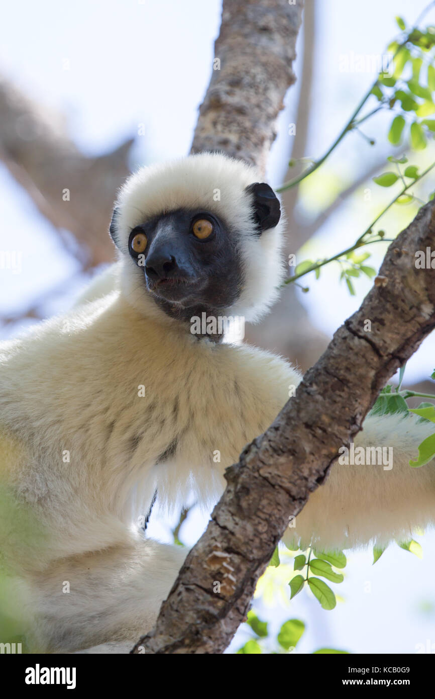 Decken's Sifaka Lemur resting in tree branches, Tsingy de Bemaraha ...