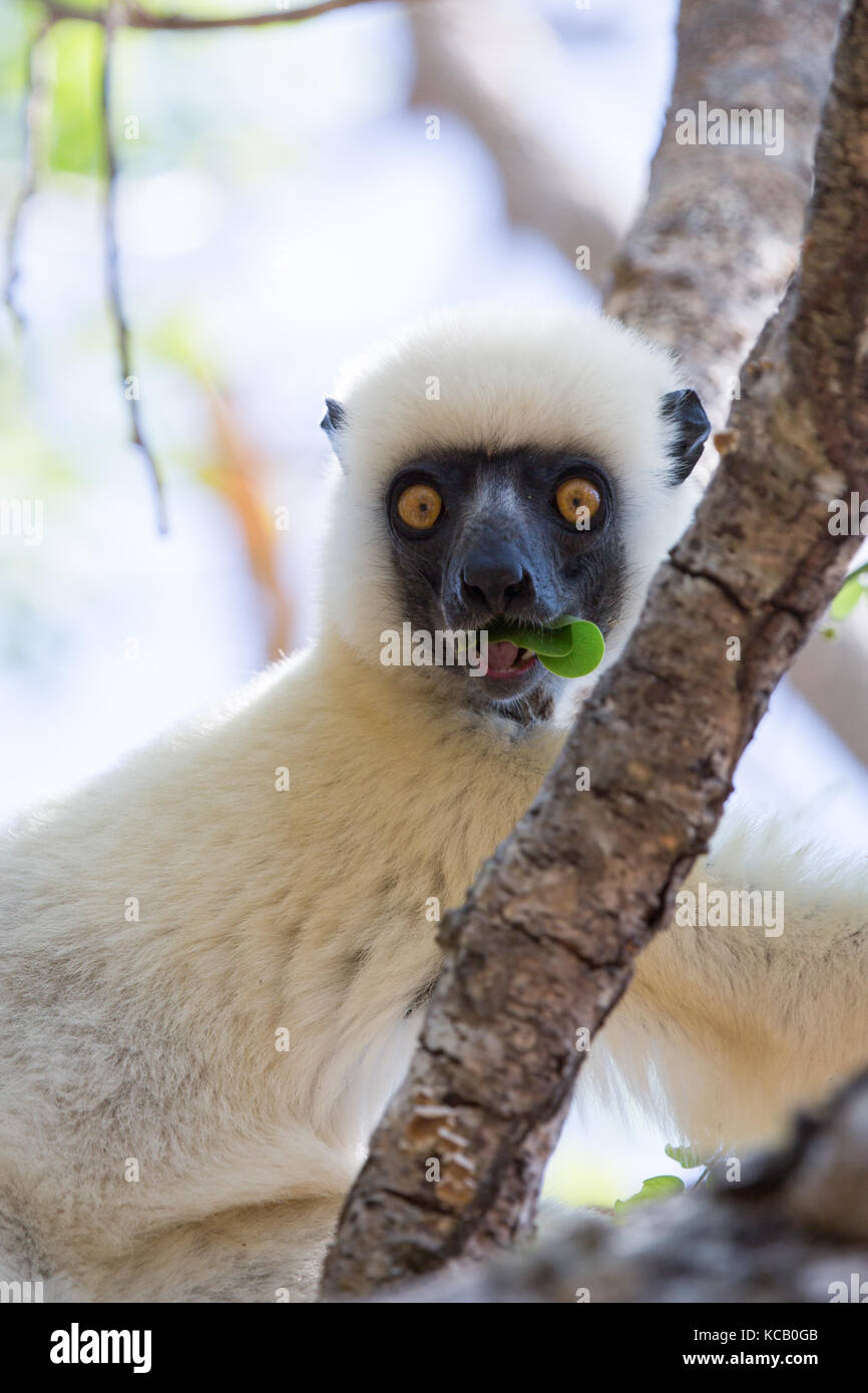 Decken's Sifaka Lemur resting in a tree branch eating leaves, Tsingy ...