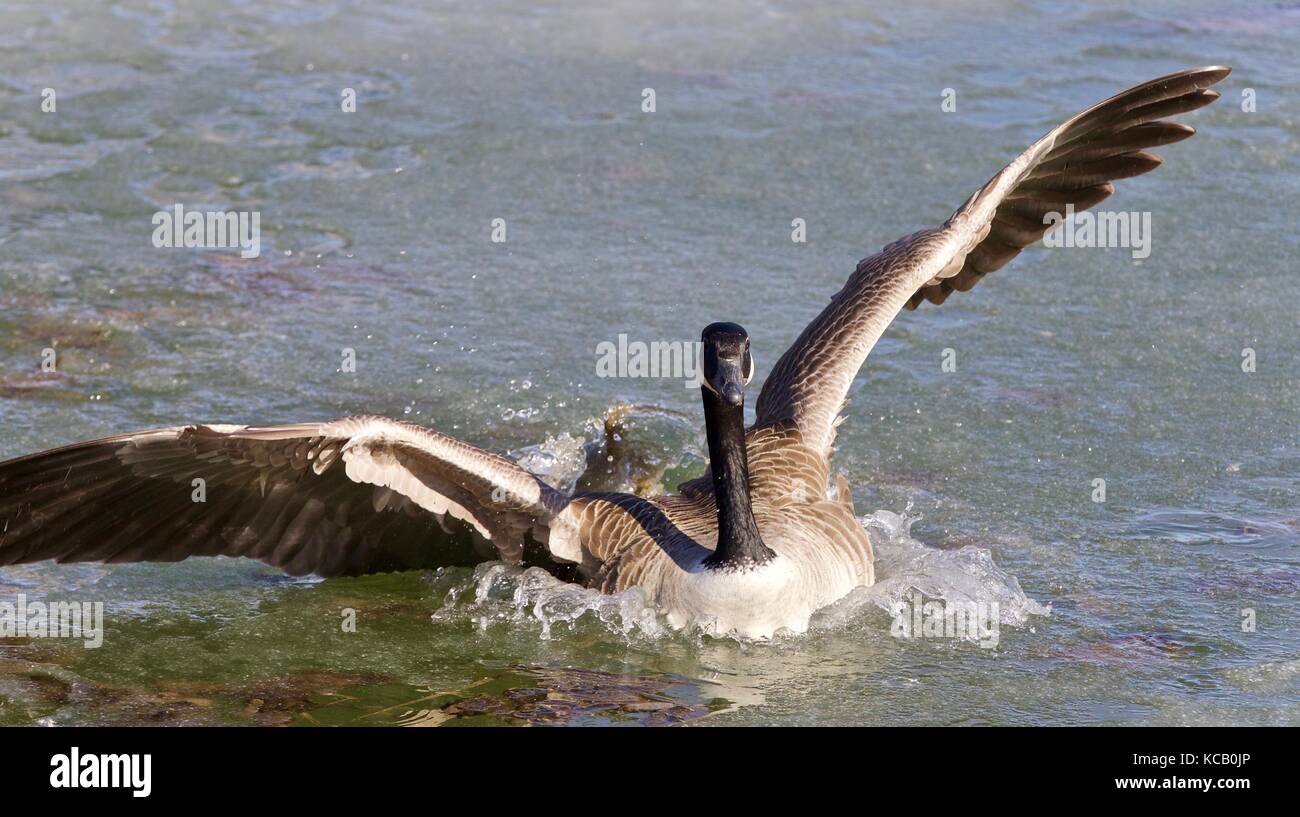 Beautiful background with a Canada goose landing Stock Photo - Alamy