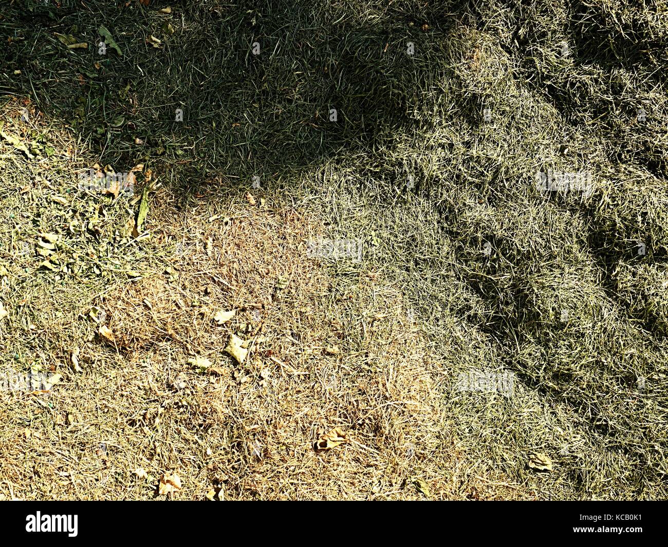 Terrible smell rotten grass. Decay harvested grass in green mound in ...