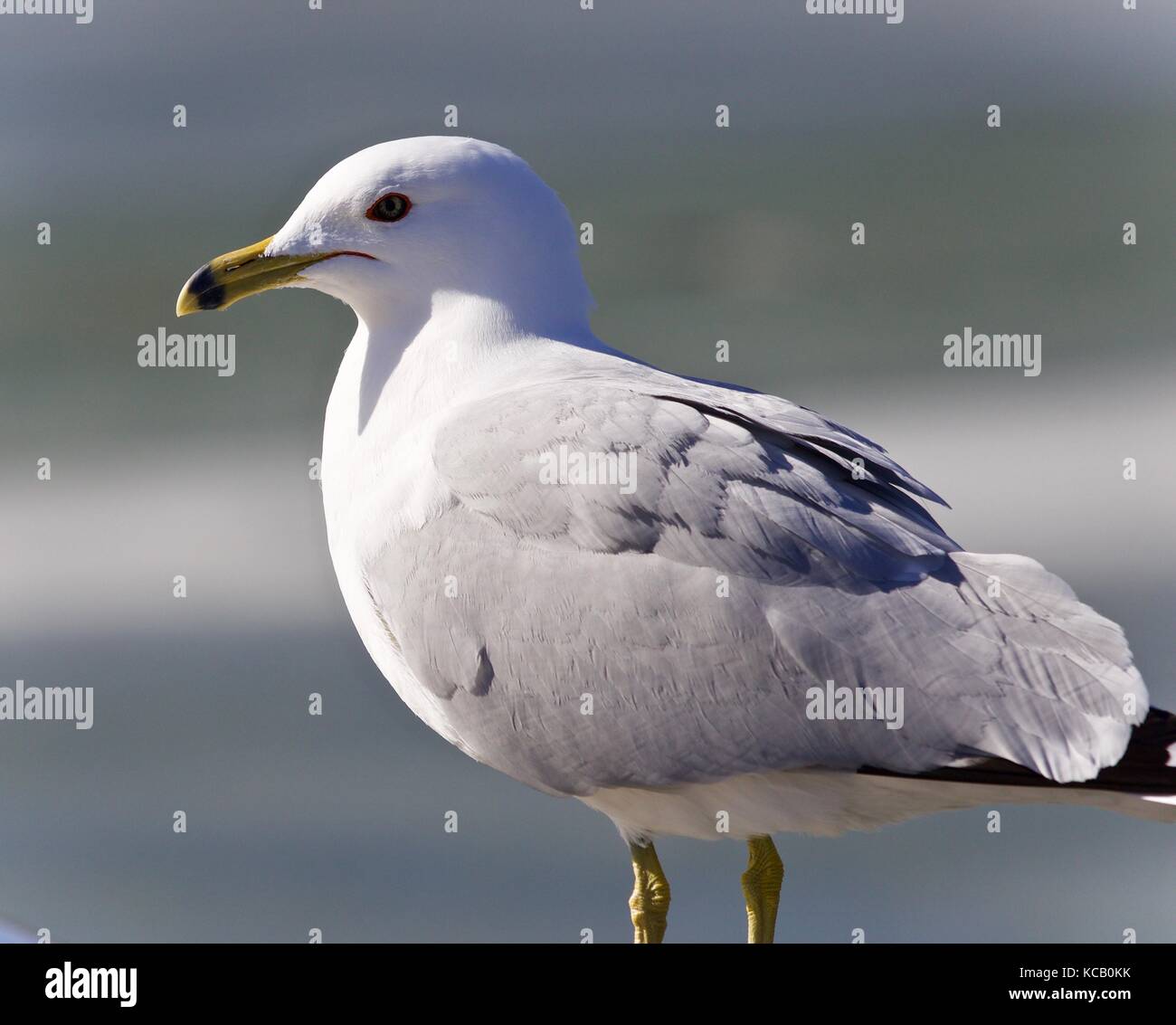 Beautiful photo of a cute gull on a shore Stock Photo - Alamy