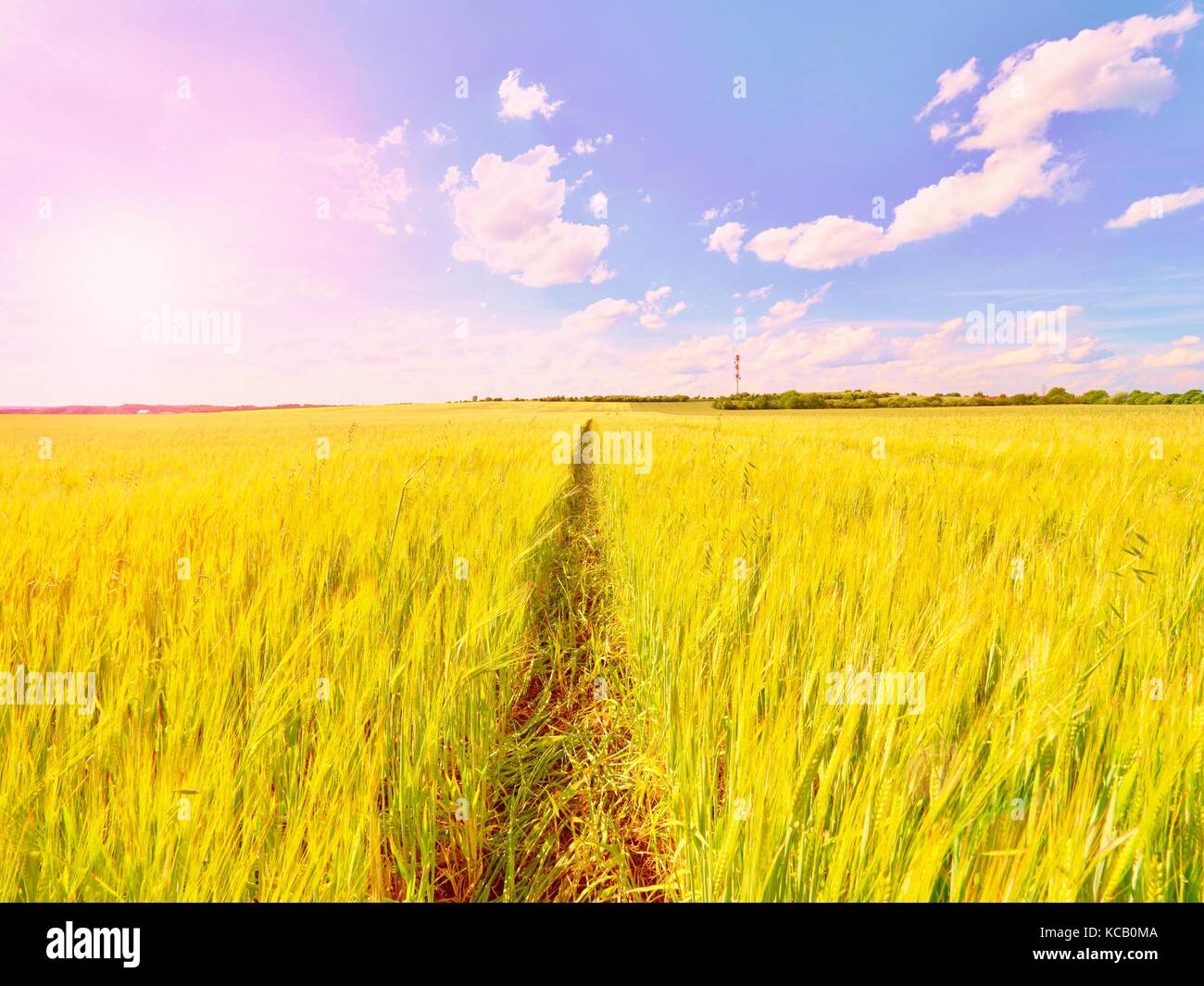 Young green barley corns growing in field, light at horizon. Sun above ...