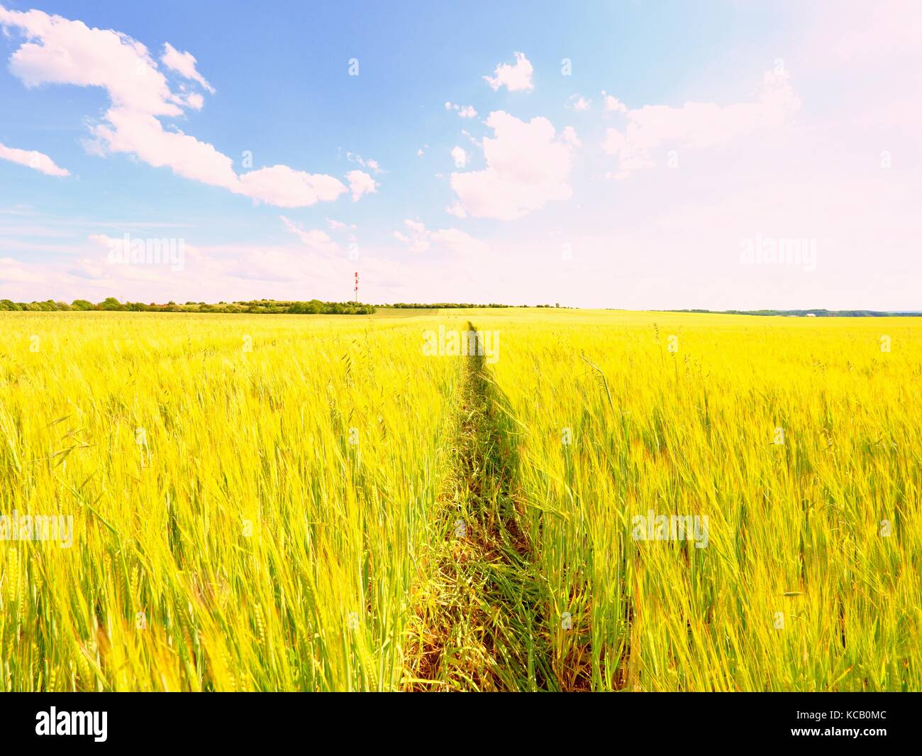 Barley corns hi-res stock photography and images - Alamy