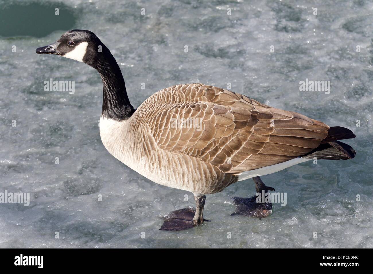 Isolated picture with a Canada goose standing Stock Photo - Alamy