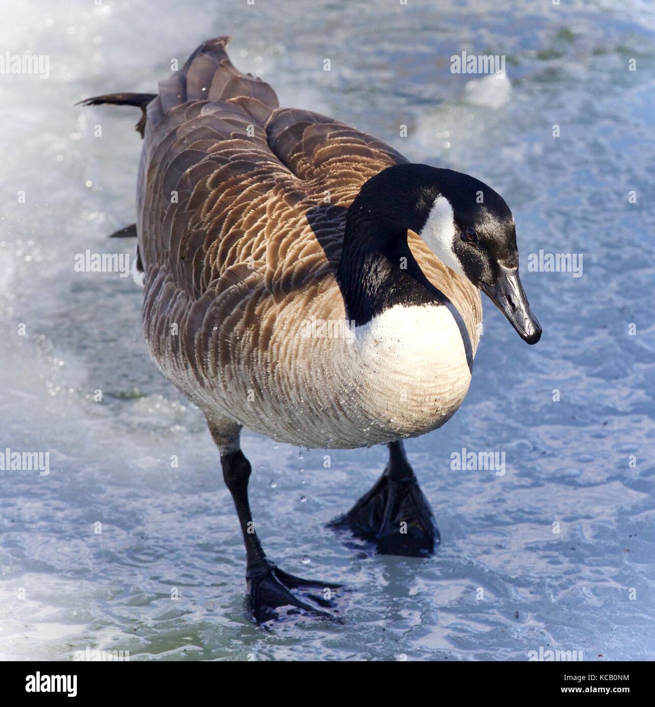 Isolated image of a Canada goose walking on ice Stock Photo - Alamy