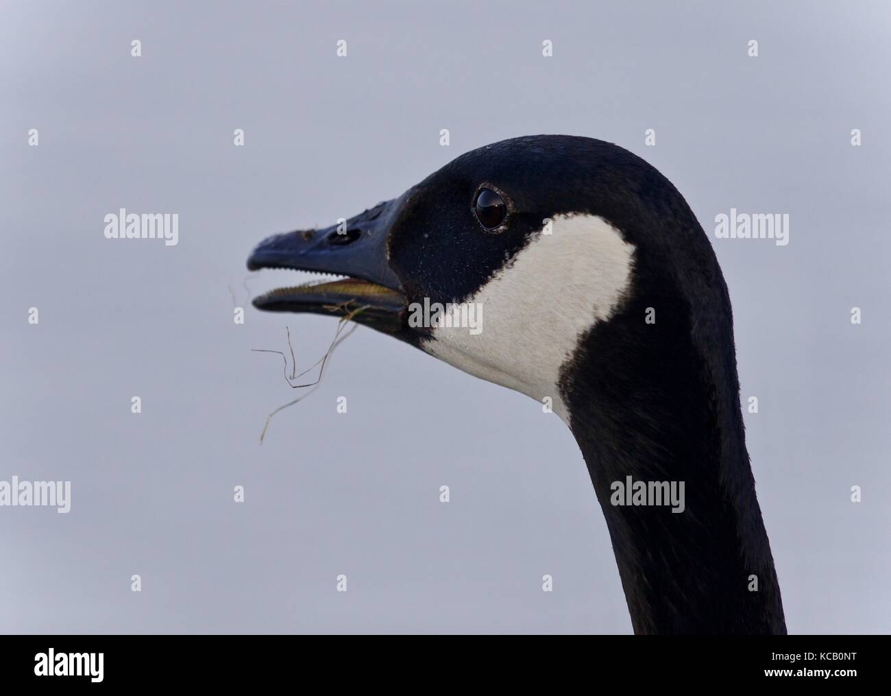 Isolated photo of a funny Canada goose screaming Stock Photo - Alamy