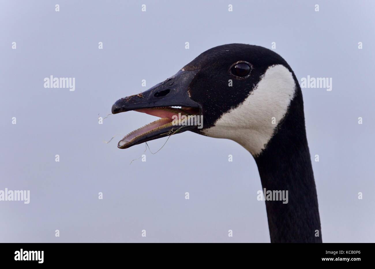 Background with a scared Canada goose screaming Stock Photo - Alamy