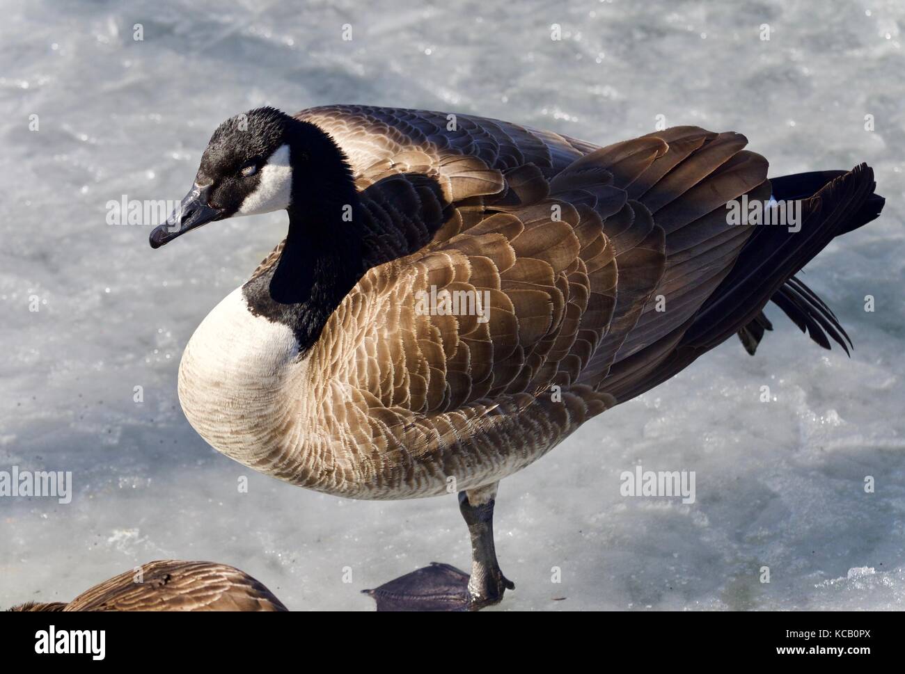 Isolated picture with a Canada goose standing Stock Photo - Alamy