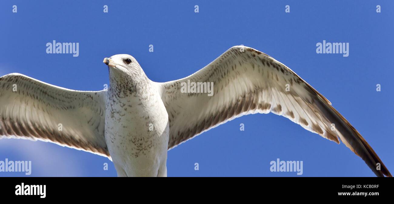 Beautiful photo of a gull flying in the sky Stock Photo - Alamy
