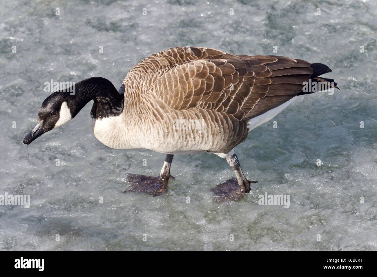 Beautiful image of a Canada goose walking on ice Stock Photo - Alamy