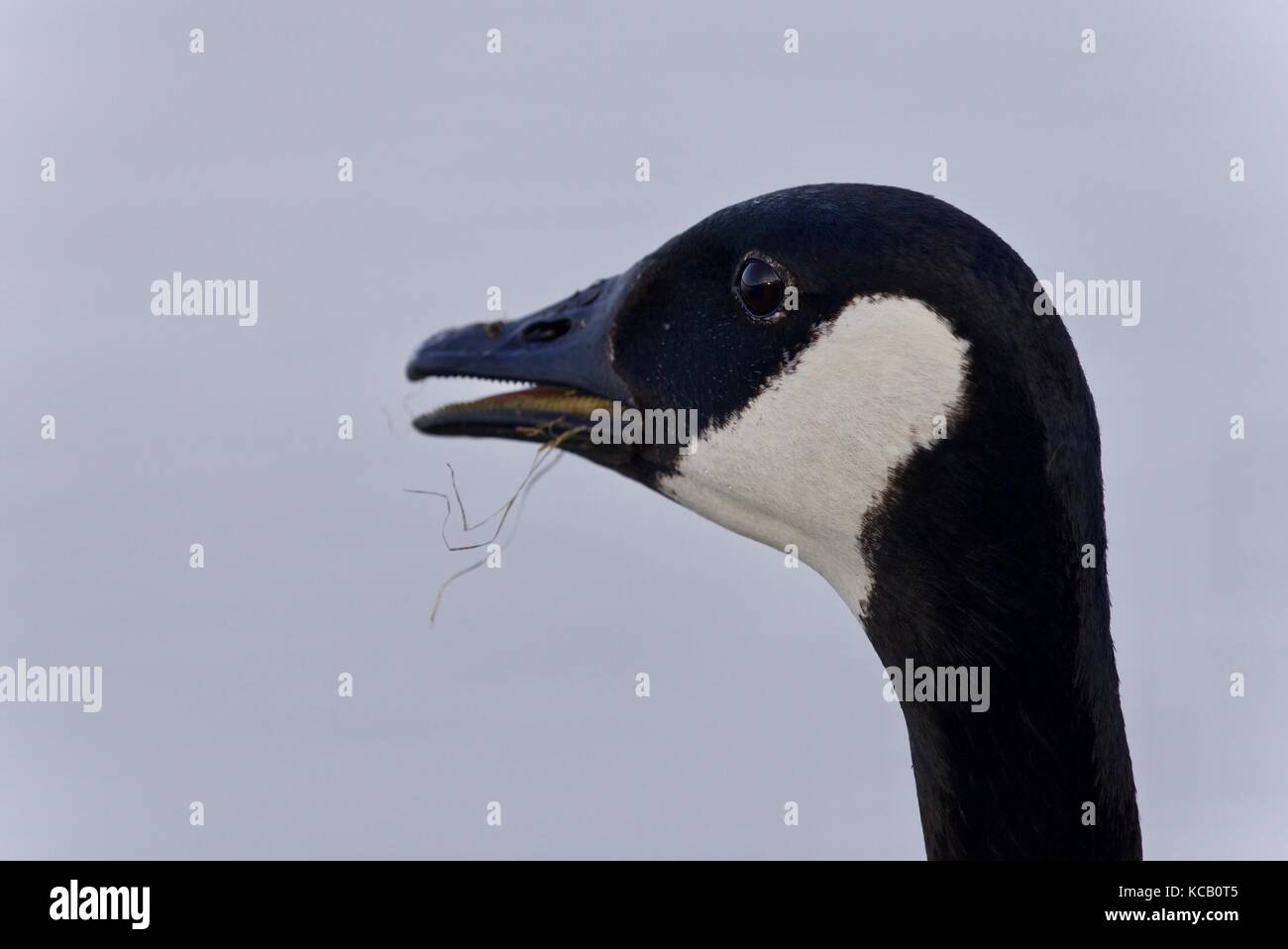 Scared image hi-res stock photography and images - Alamy