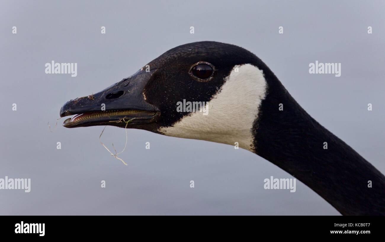 Beautiful isolated photo of a cute Canada goose Stock Photo - Alamy