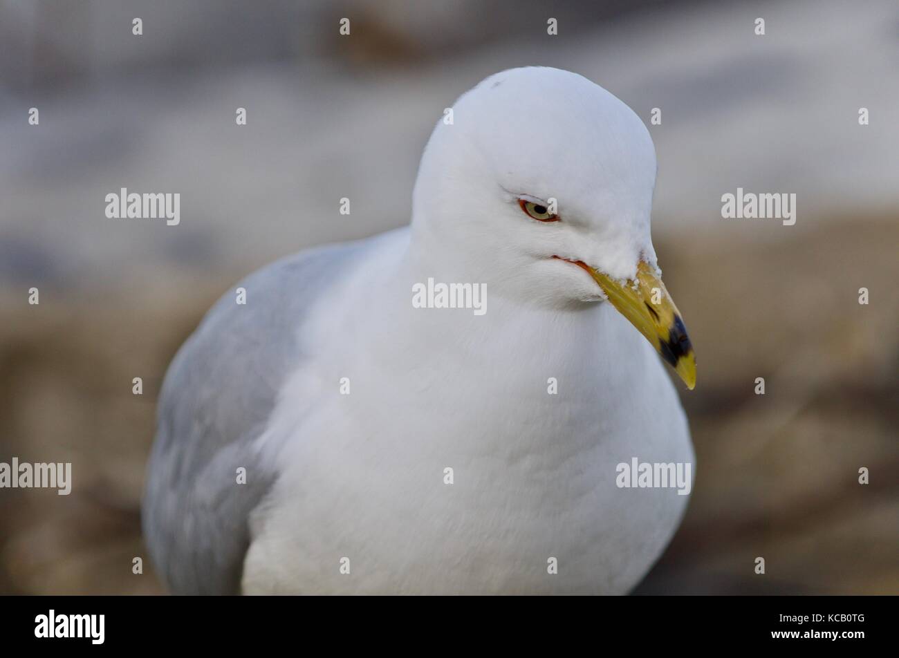 Beautiful isolated image of a thoughtful gull Stock Photo - Alamy