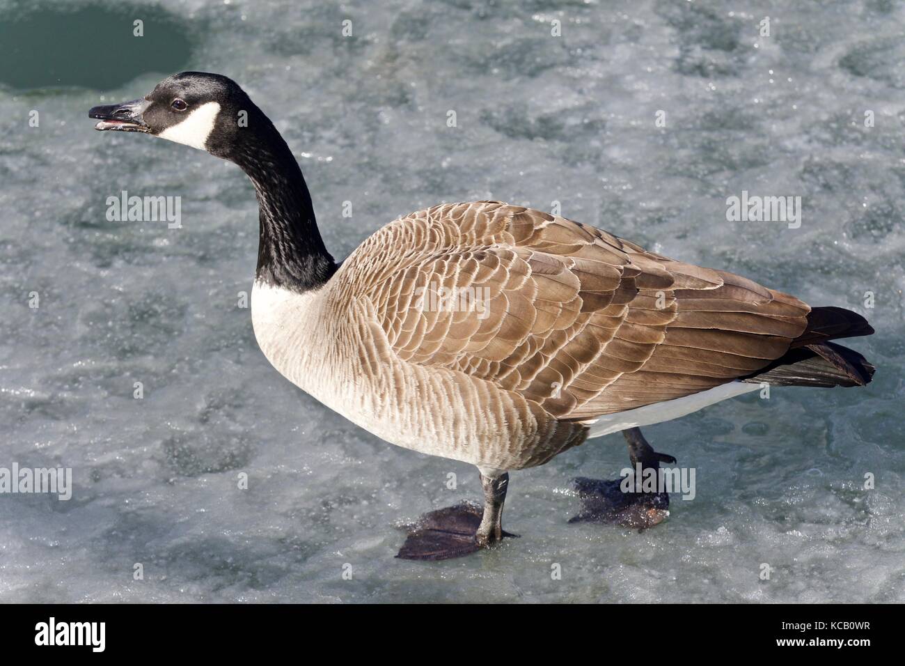 Isolated picture with a Canada goose walking Stock Photo - Alamy