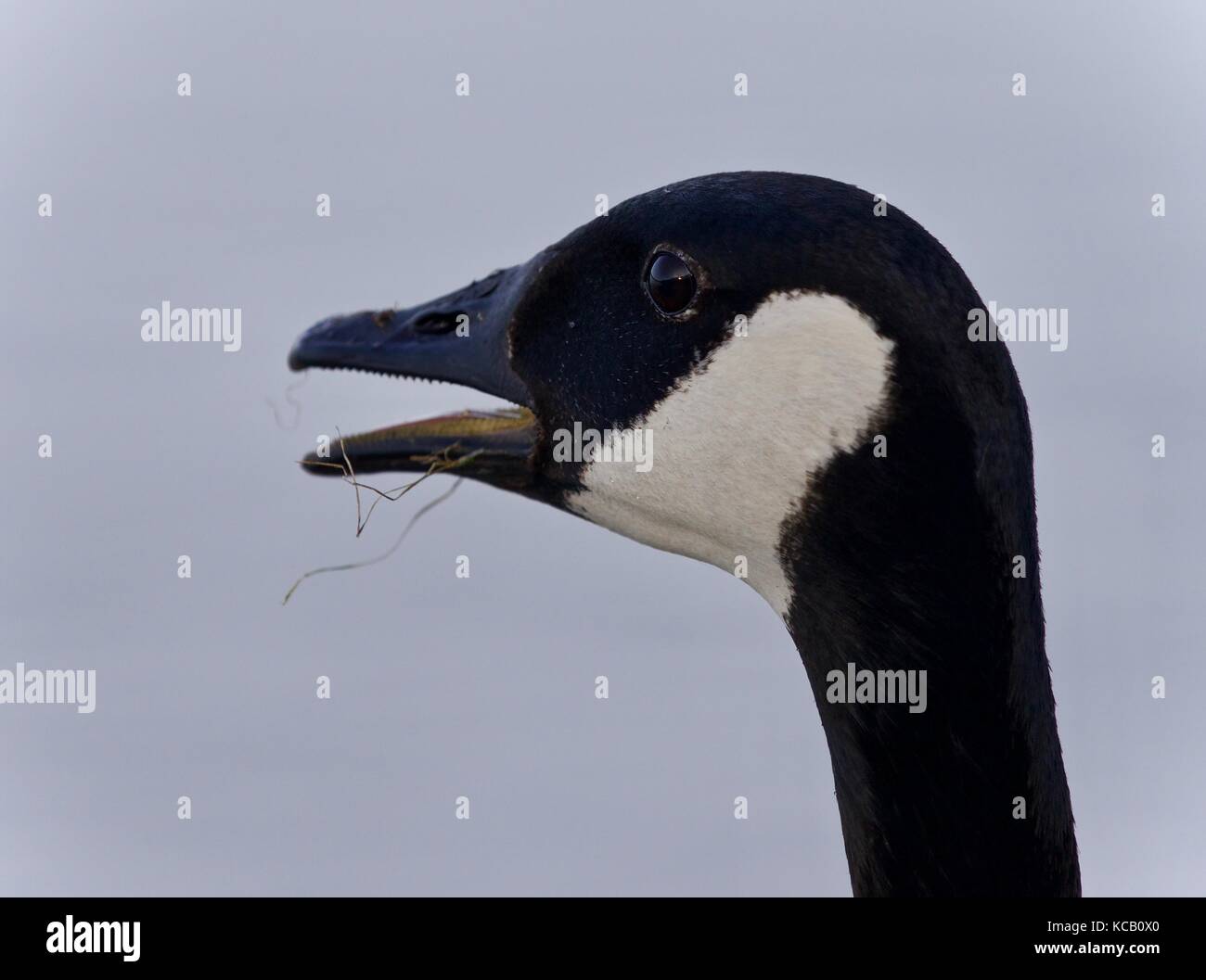 Isolated photo of a scared Canada goose screaming Stock Photo - Alamy