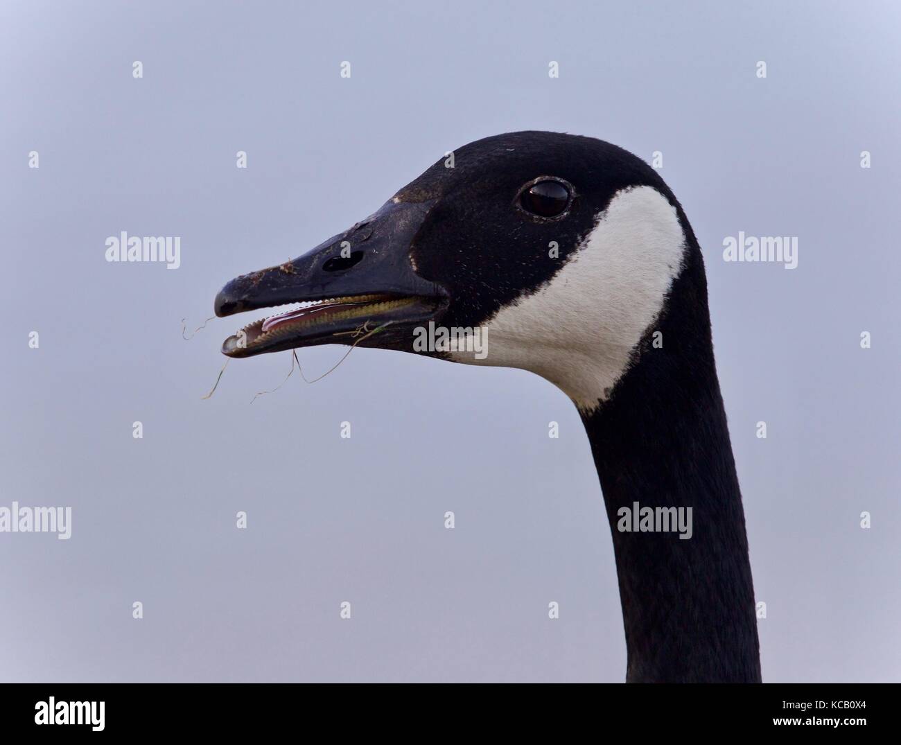 Isolated image of a funny Canada goose screaming Stock Photo - Alamy