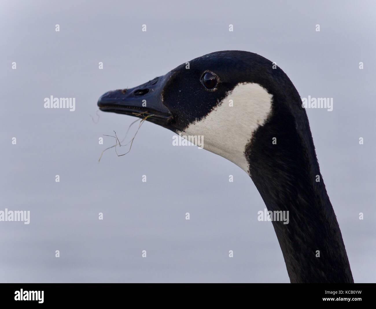 Beautiful isolated image of a cute Canada goose Stock Photo - Alamy