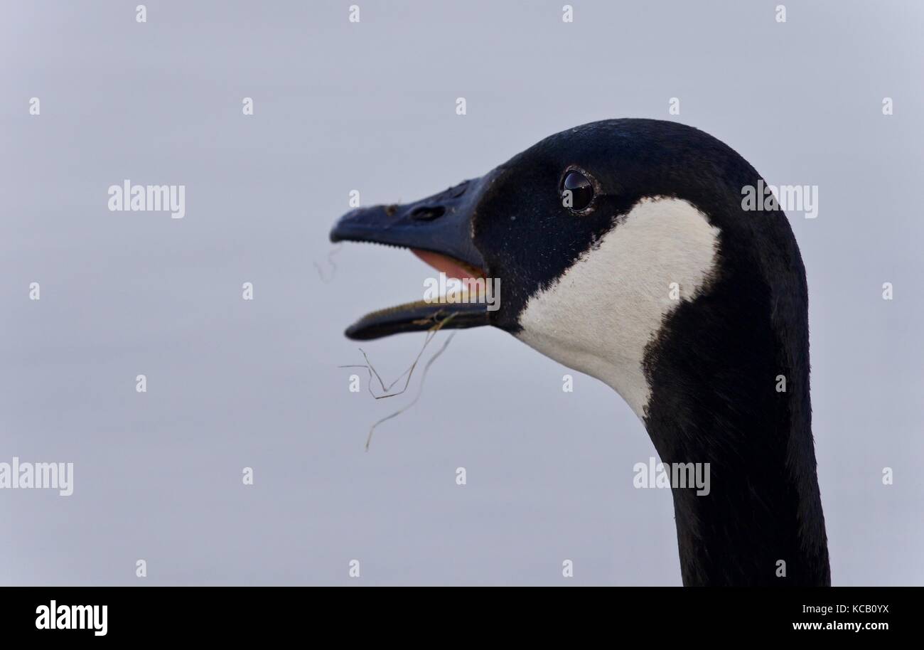 Isolated image of a scared Canada goose screaming Stock Photo - Alamy