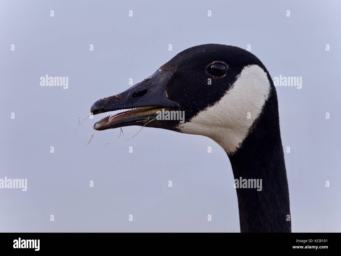 Postcard with a scared Canada goose screaming Stock Photo - Alamy