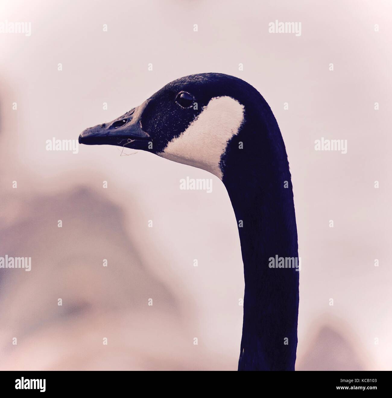 Beautiful photo of a cute Canada goose Stock Photo - Alamy