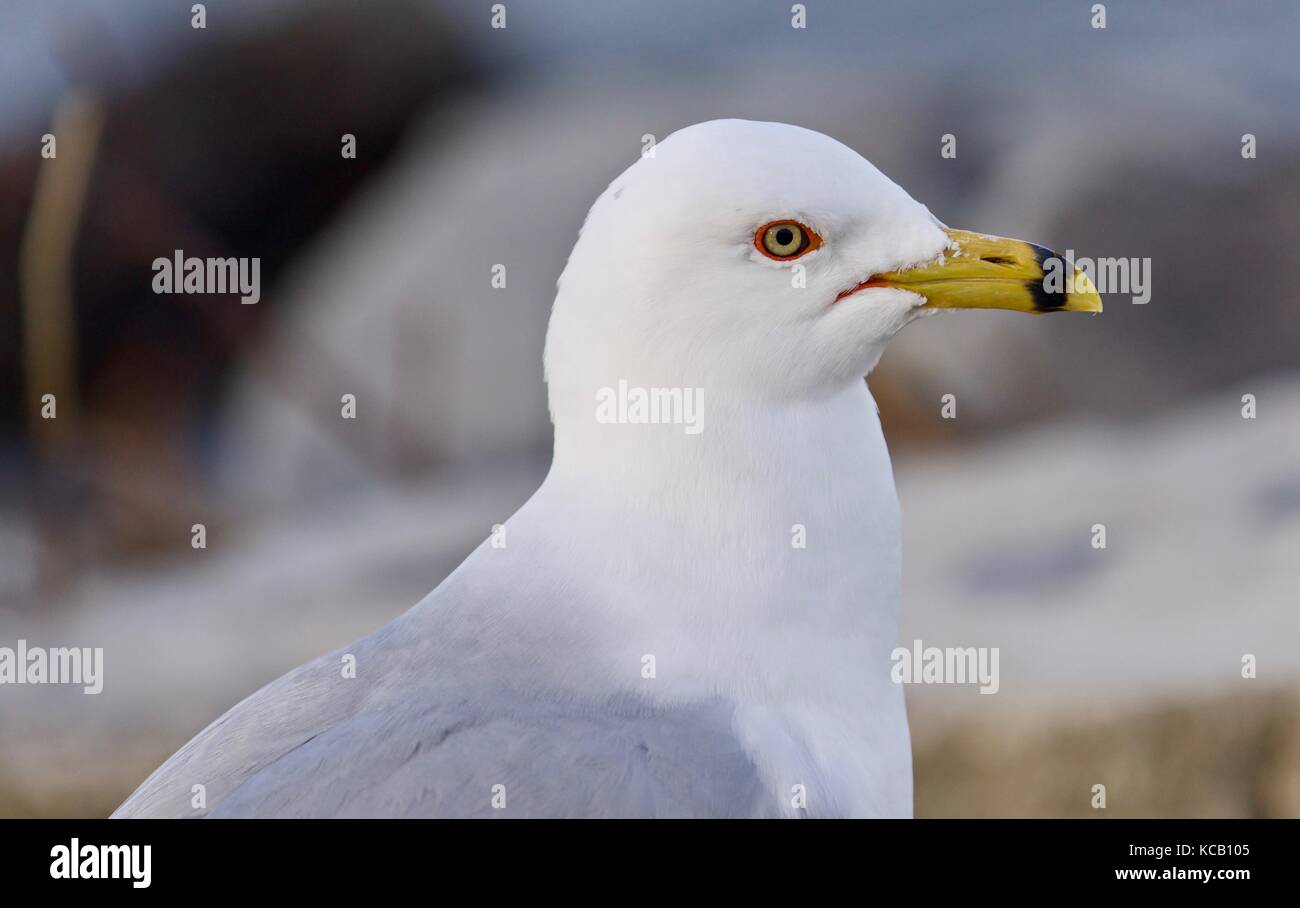 Beautiful isolated photo of a cute gull Stock Photo - Alamy