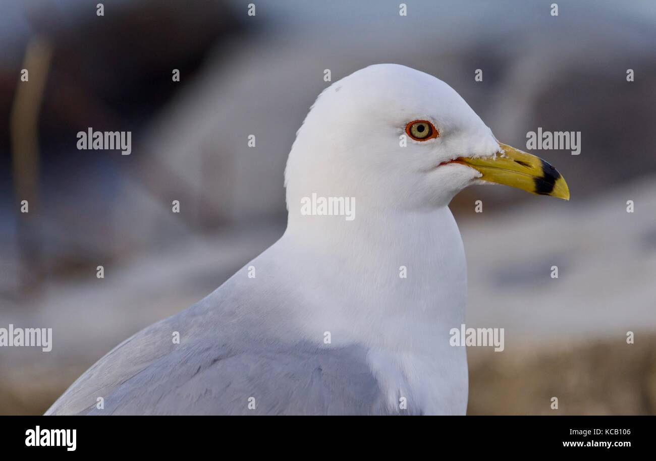 Beautiful isolated picture with a cute gull Stock Photo - Alamy