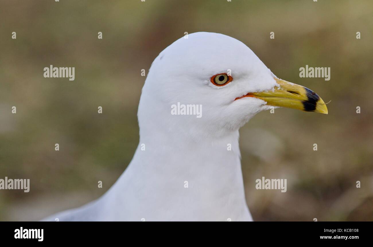 Beautiful background with a cute gull Stock Photo - Alamy