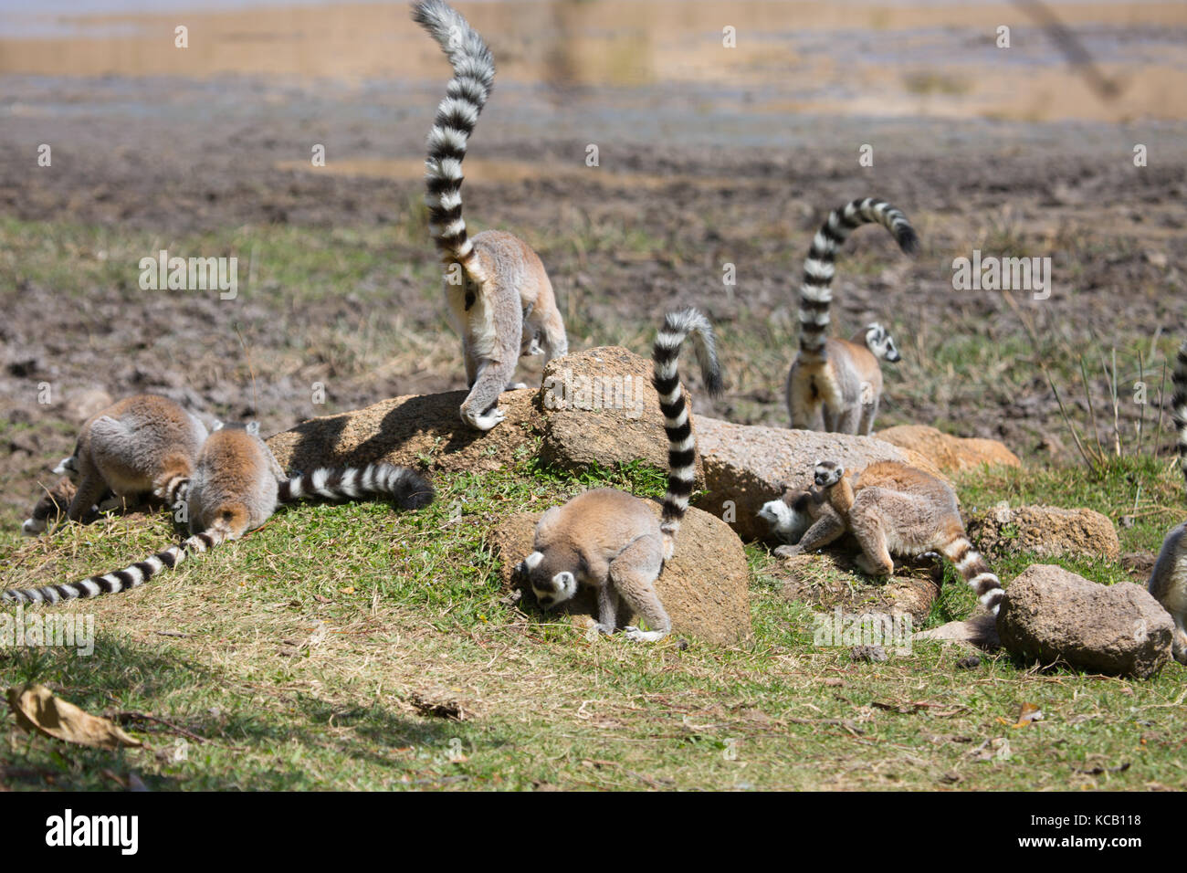 Ring Tailed Lemur troop foraging for food in the mud at edge of lake ...