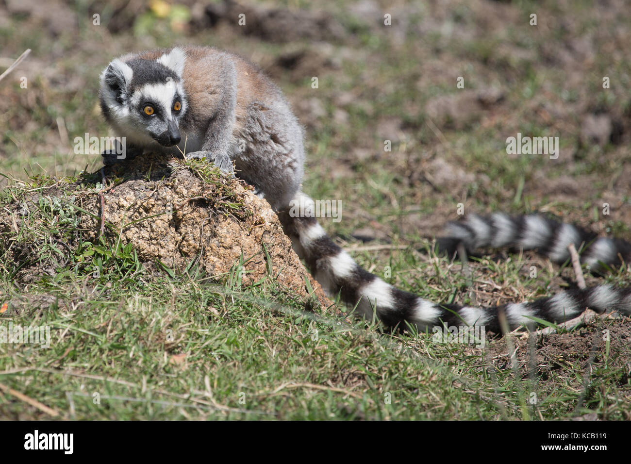 Ring Tailed Lemur foraging for food in the mud at edge of lake, Anja ...