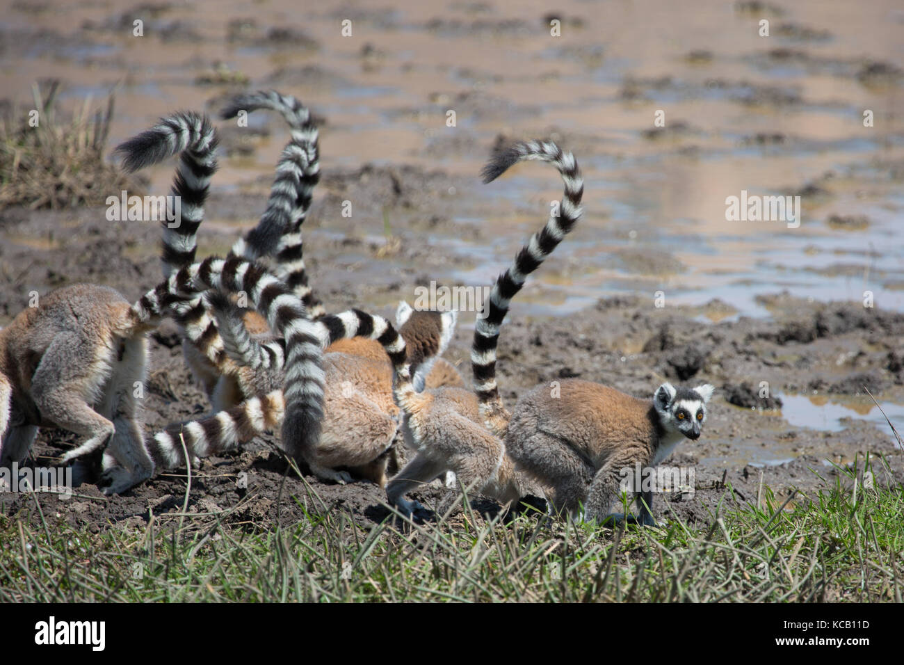 Ring Tailed Lemur troop foraging for food in the mud at edge of lake ...