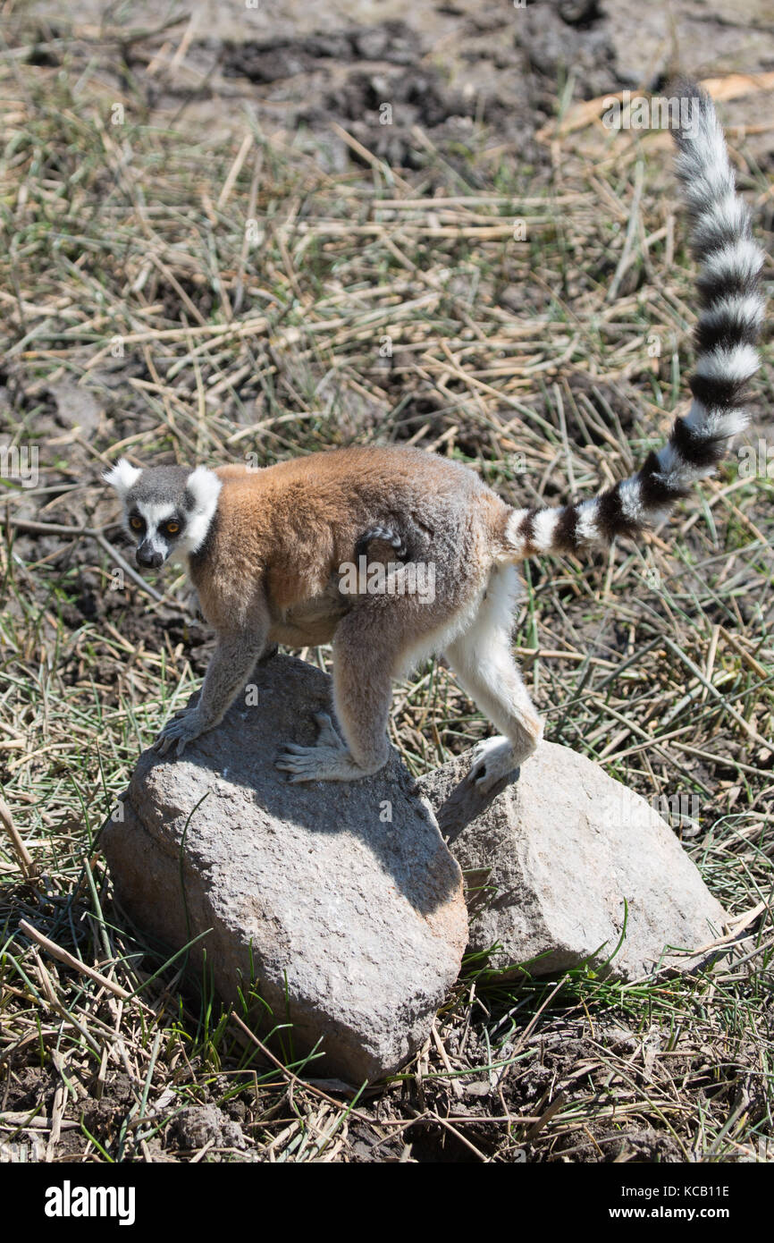 Ring Tailed Lemur standing on rock with tail errect, Anja National Park ...