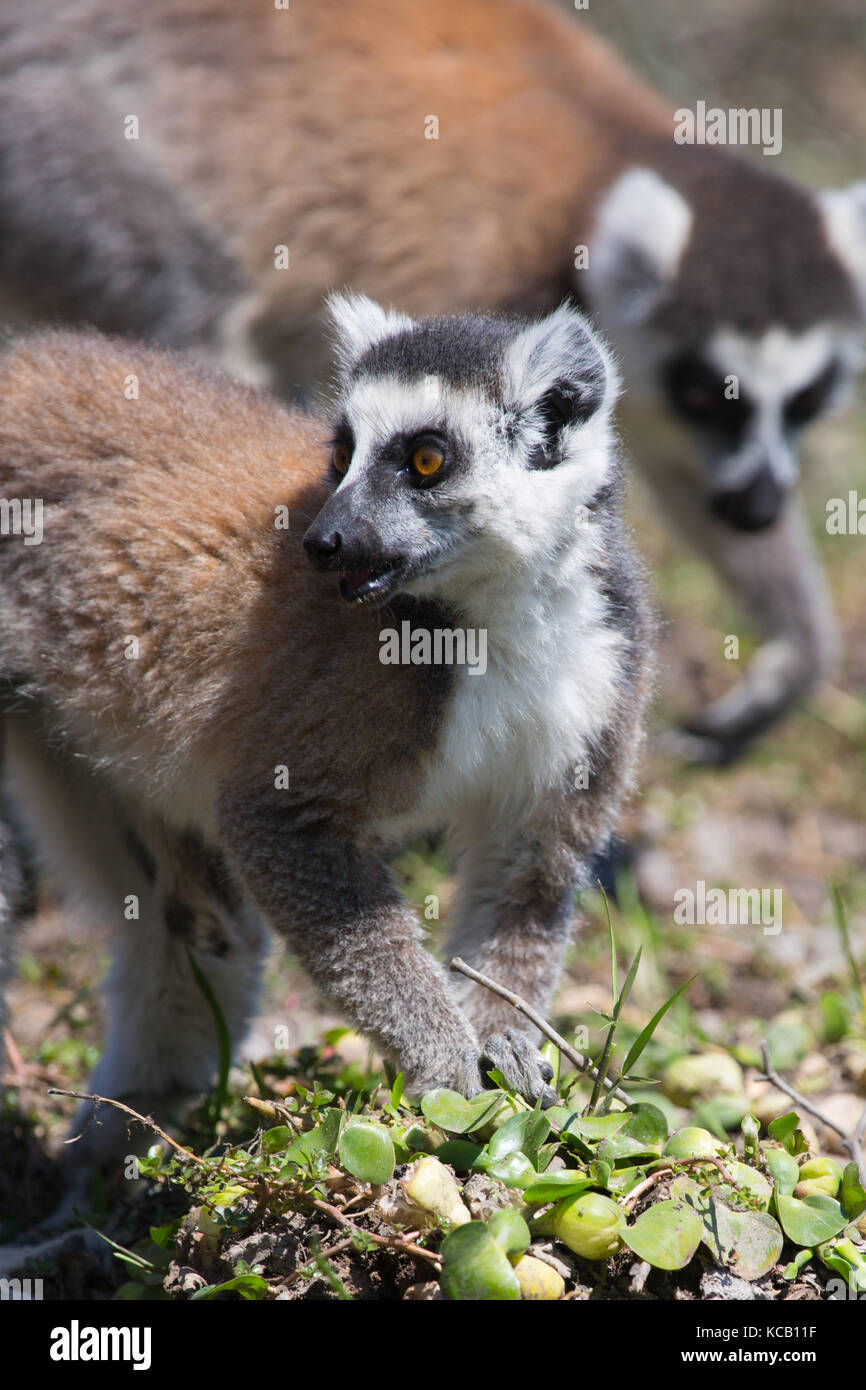 Ring Tailed Lemur troop foraging for food in the mud at edge of lake ...