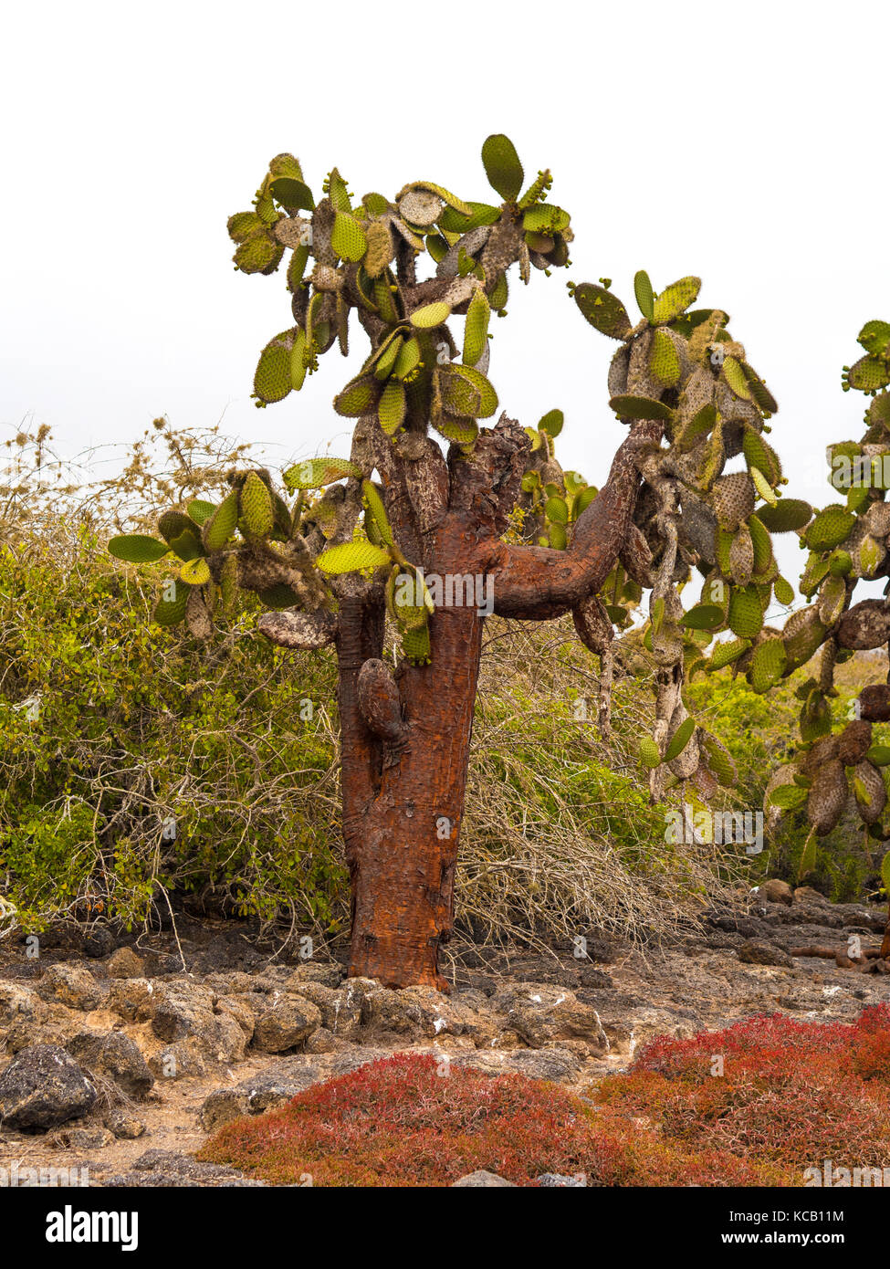 Cactus trees on South Plaza - Galapagos, Ecuador Stock Photo - Alamy