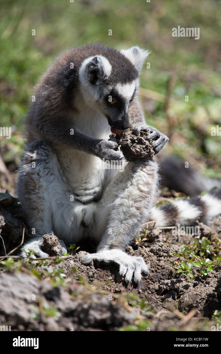 Ring Tailed Lemur foraging for food in the mud at edge of lake, Anja ...