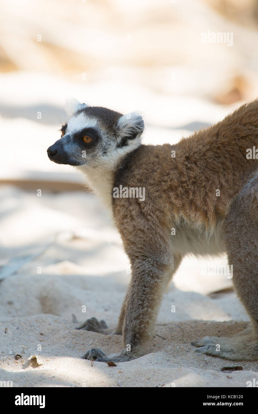 Ring Tailed Lemur foraging for food on sandy beach, Isalo National Park ...