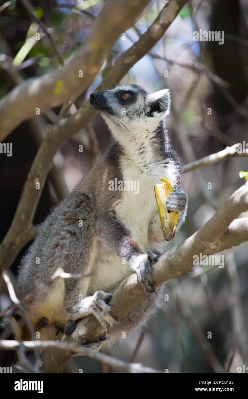 Ring Tailed Lemur resting on a tree branch eating a banana skin, Isalo ...