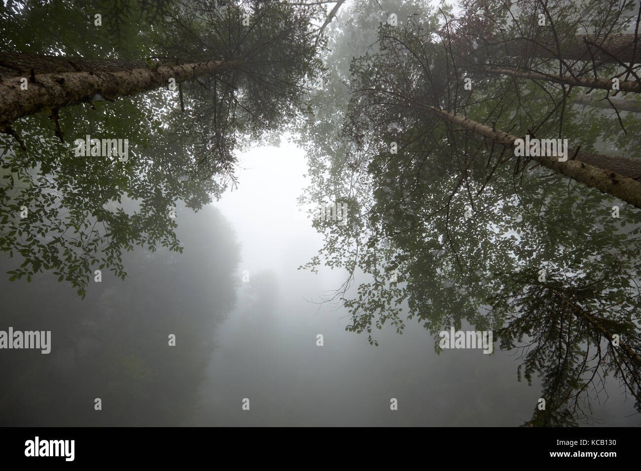 Deep fog in pine-tree misty summer forest Stock Photo - Alamy
