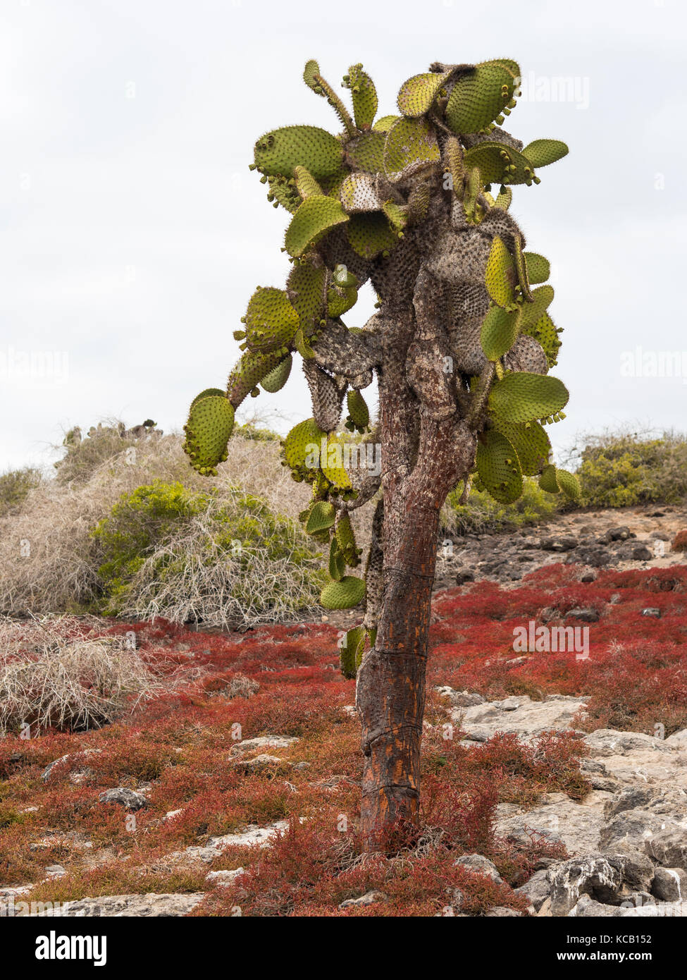 Cactus trees on South Plaza - Galapagos, Ecuador Stock Photo - Alamy
