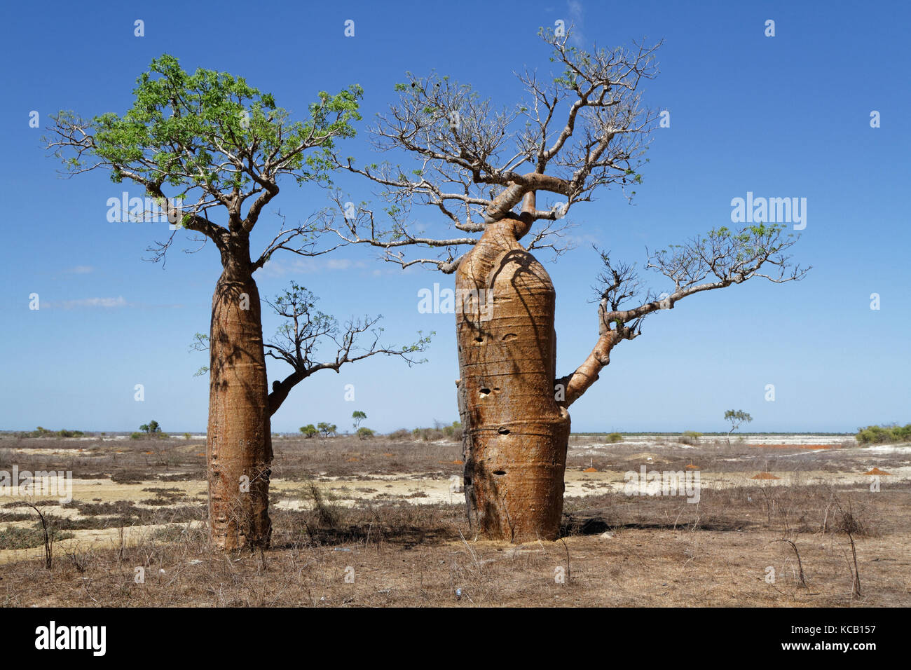 Baobabs in a Madagascar landscape Stock Photo - Alamy