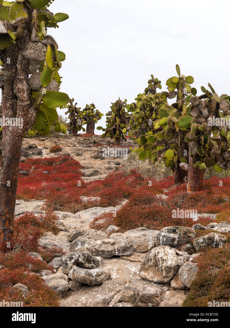 Cactus trees on South Plaza - Galapagos, Ecuador Stock Photo - Alamy