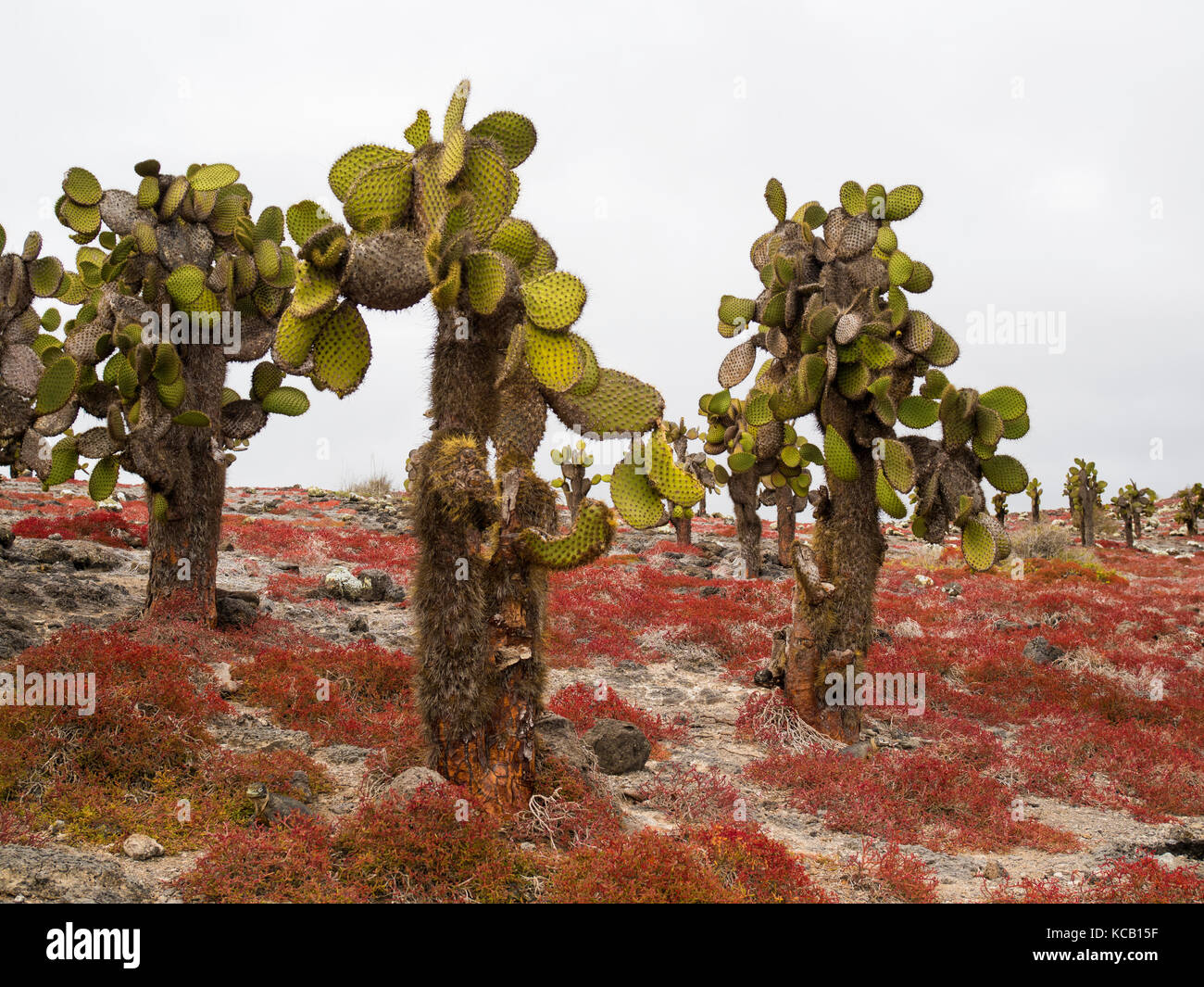 Cactus trees on South Plaza - Galapagos, Ecuador Stock Photo - Alamy