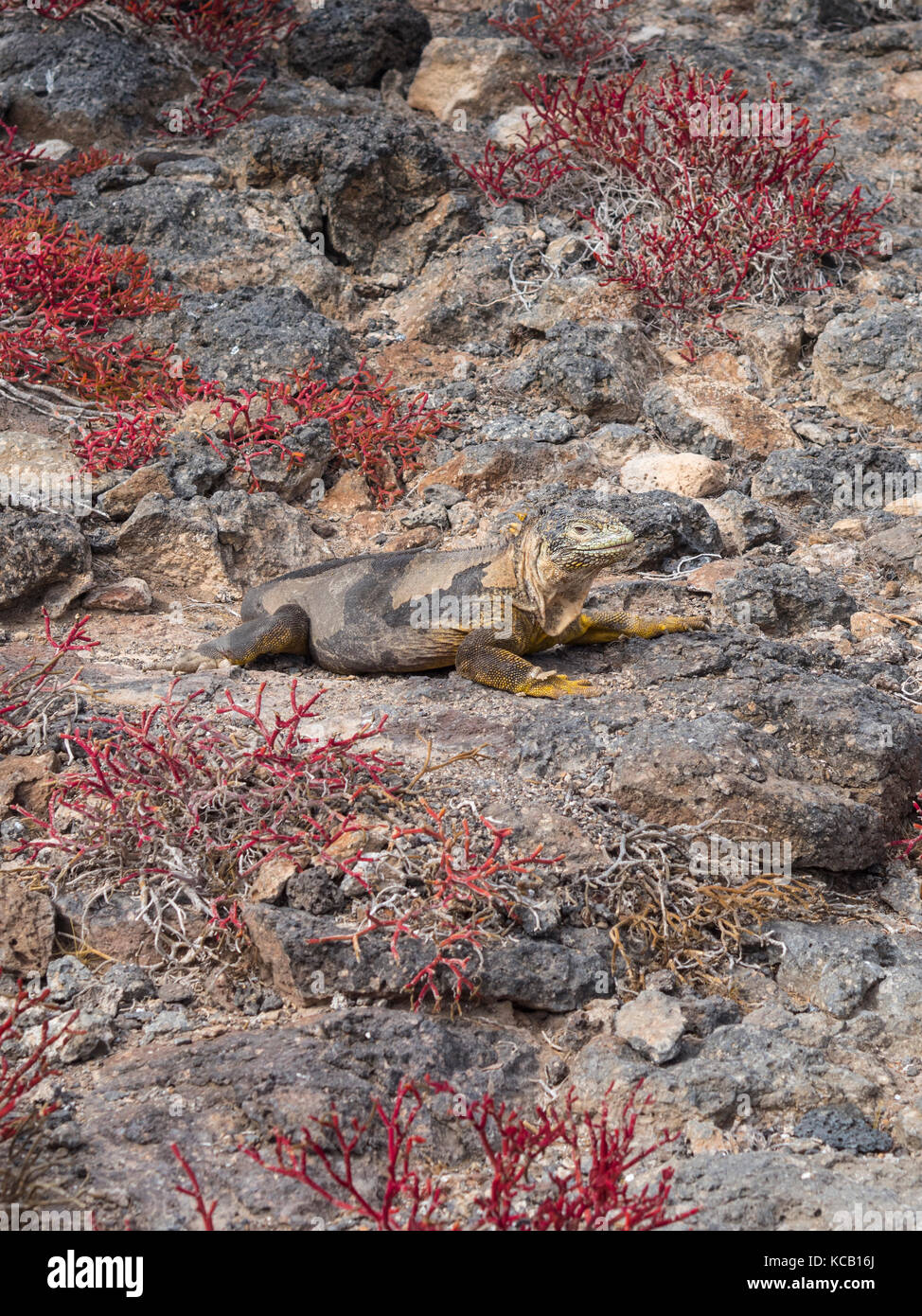 Cliffs and outcrops on South Plaza - Galapagos, Ecuador Stock Photo - Alamy