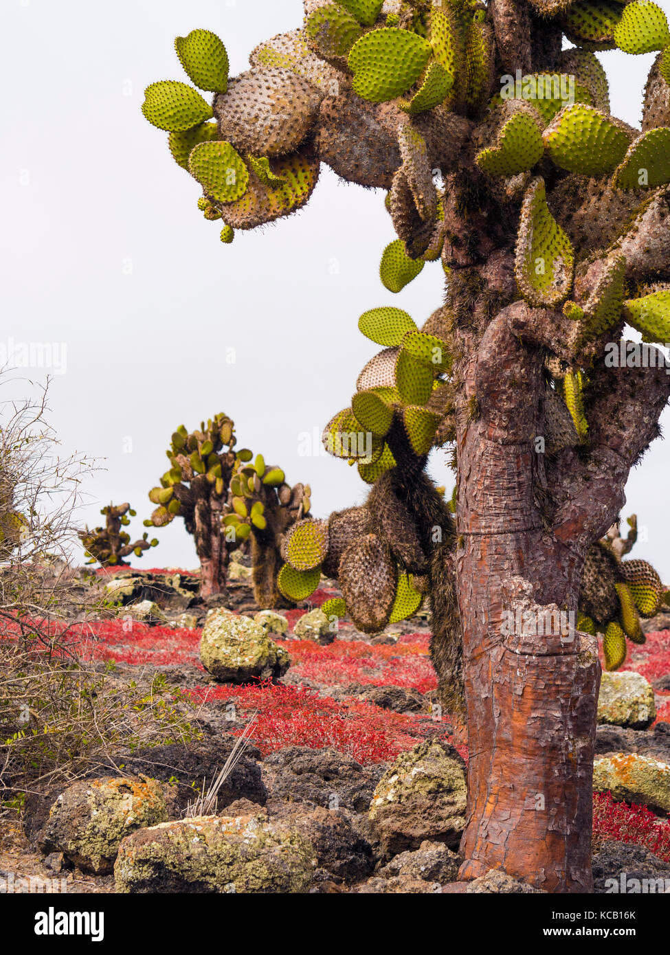 Cactus trees on South Plaza - Galapagos, Ecuador Stock Photo - Alamy