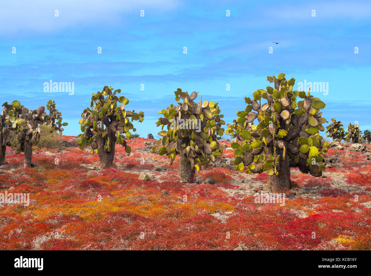 Cactus trees on South Plaza - Galapagos, Ecuador Stock Photo - Alamy