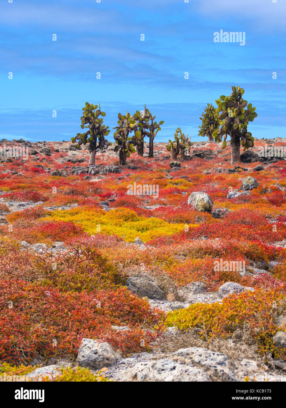 Cactus trees on South Plaza - Galapagos, Ecuador Stock Photo - Alamy