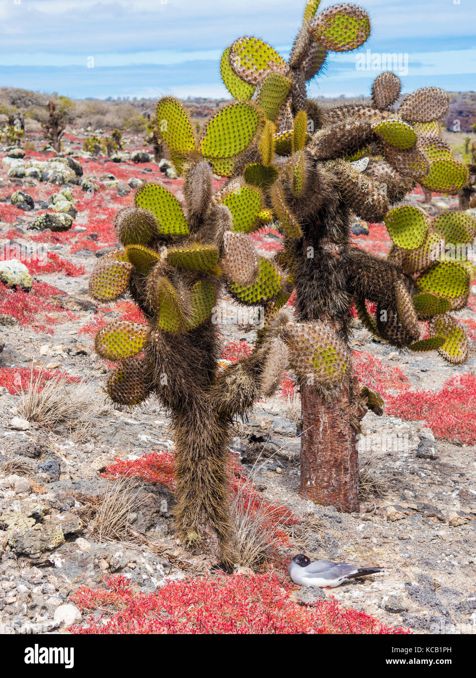 Cactus trees on South Plaza - Galapagos, Ecuador Stock Photo - Alamy