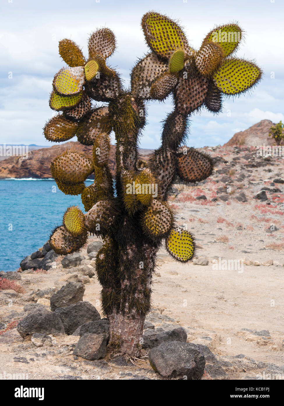 Cactus trees on South Plaza - Galapagos, Ecuador Stock Photo - Alamy