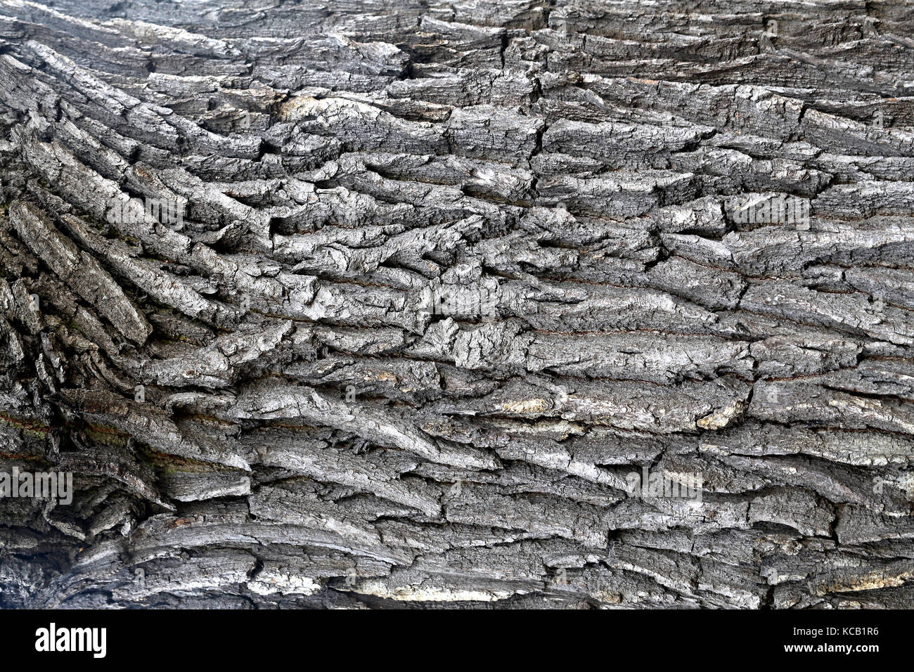 Photo macro background beautiful old tree texture Stock Photo - Alamy
