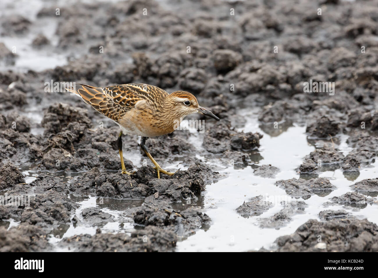 Sharp tailed sandpiper hi-res stock photography and images - Alamy